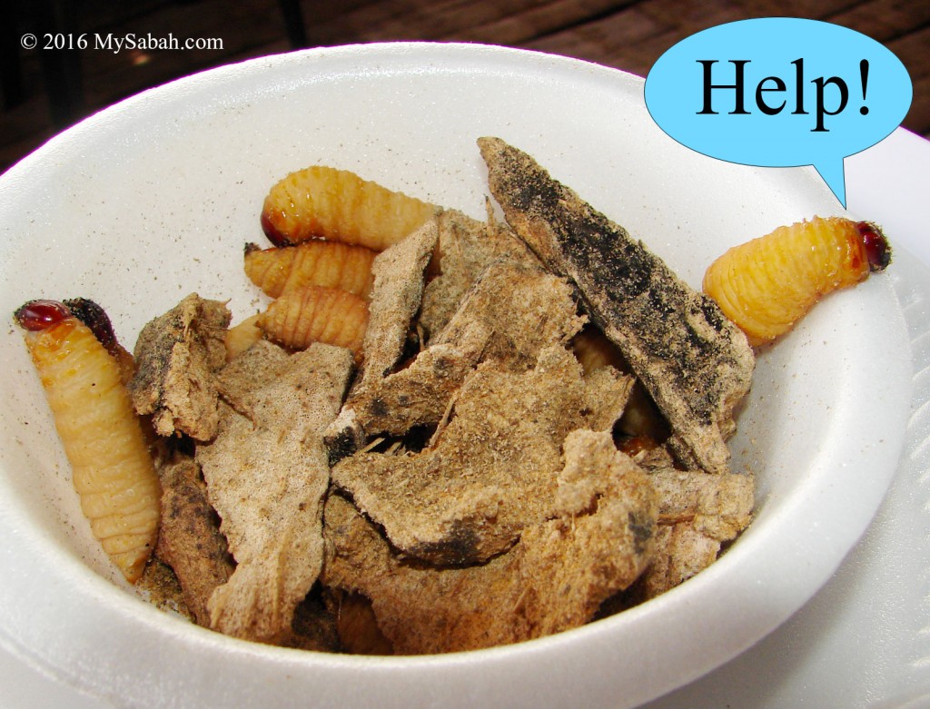 Sago Grub (Butod), the Most Bizarre Food of Borneo - MySabah.com