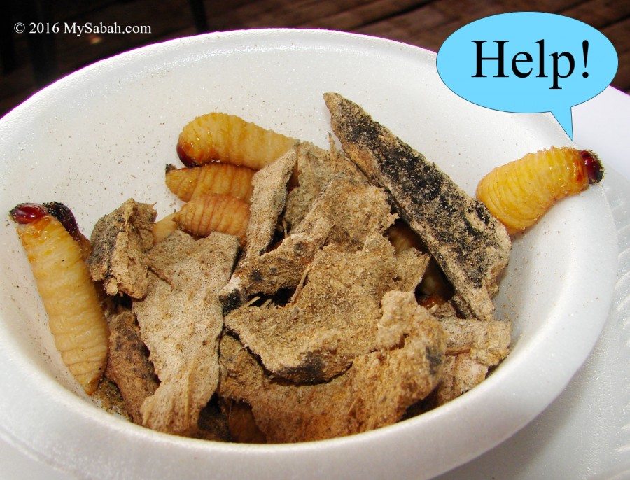 Sago Grub (Butod), the Most Bizarre Food of Borneo - MySabah.com