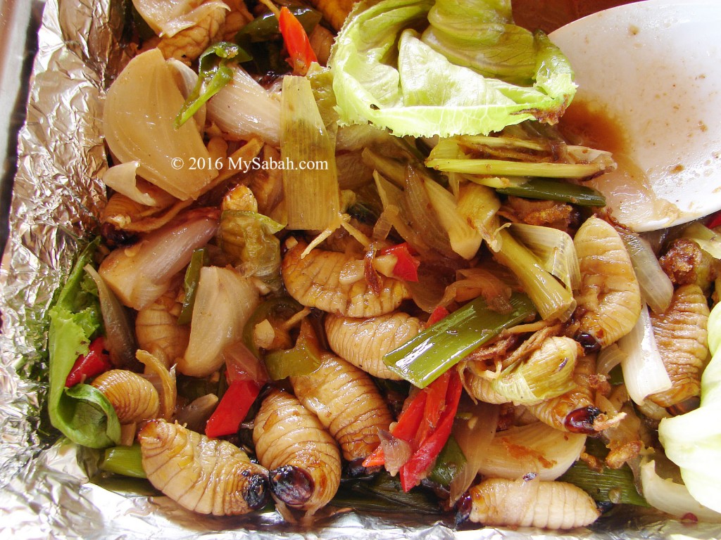Sago Grub (Butod), the Most Bizarre Food of Borneo - MySabah.com