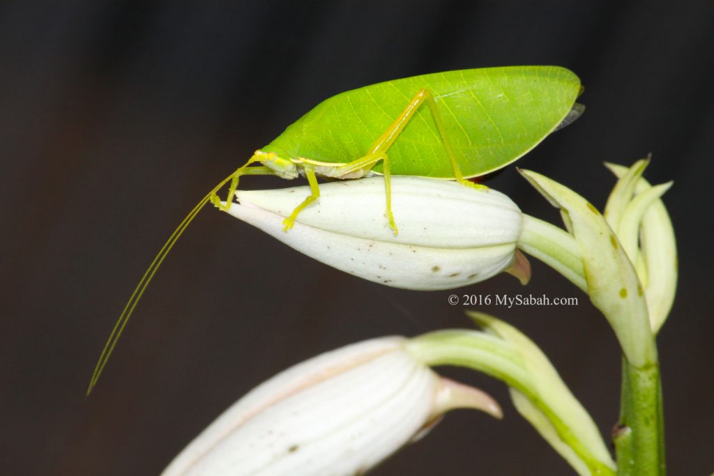 Mahua Waterfall, clean & cold water from Borneo mountain - MySabah.com