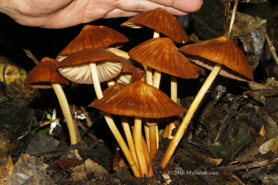 Mahua Waterfall, clean & cold water from Borneo mountain - MySabah.com
