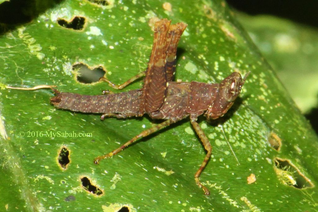 Mahua Waterfall, clean & cold water from Borneo mountain - MySabah.com