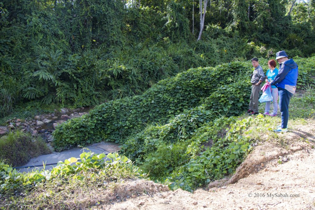 Mud Volcano in Kalabakan (Sabah) - MySabah.com