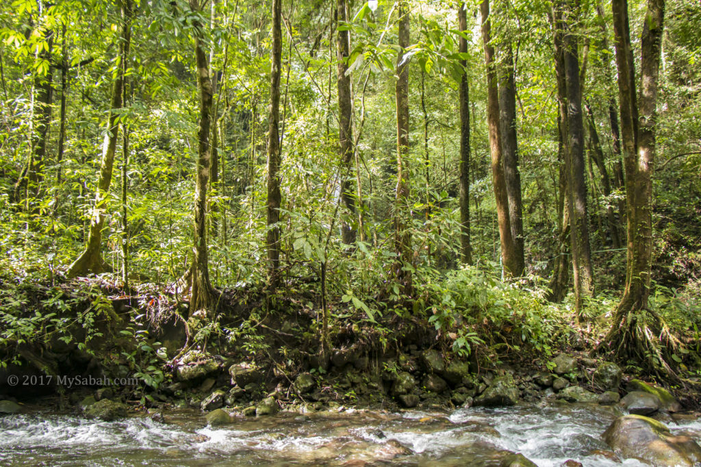 Serinsim and something about Sabah Rivers - MySabah.com