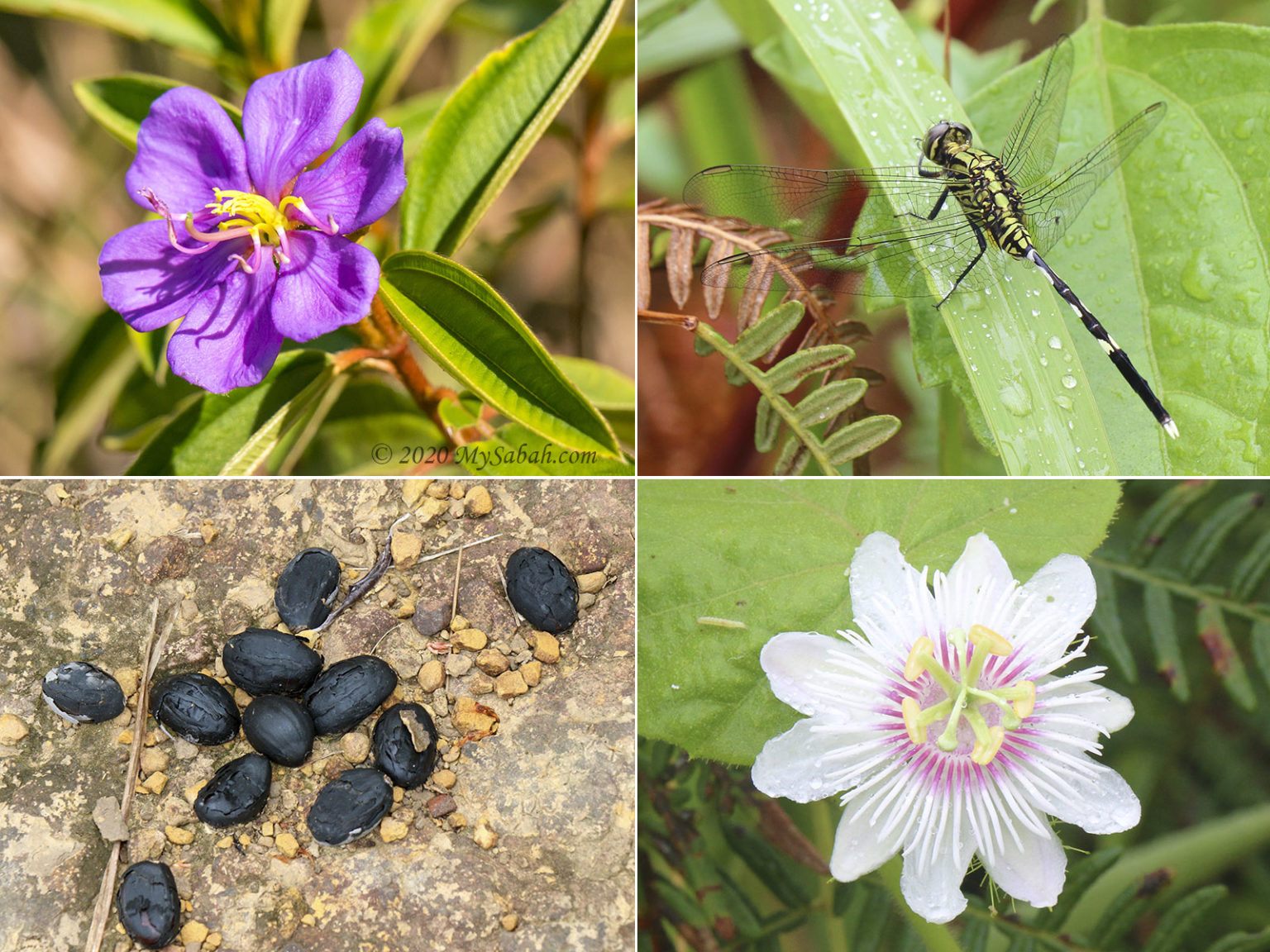 Climbing Bukit Bongol (Bongol Hill) of Kota Belud - MySabah.com
