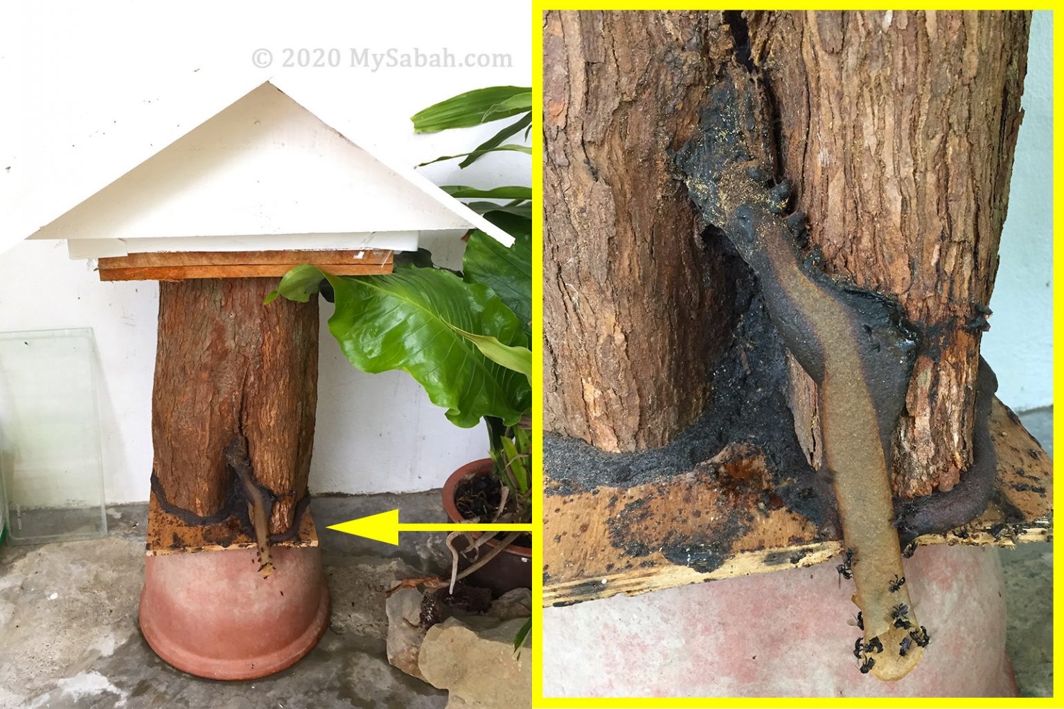 Stingless Bee (Kelulut) Farming in Sabah - MySabah.com
