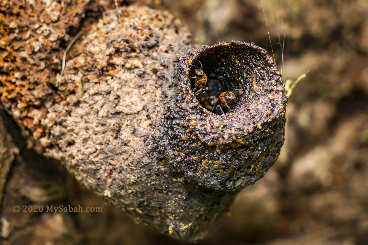 Stingless Bee (Kelulut) Farming in Sabah - MySabah.com