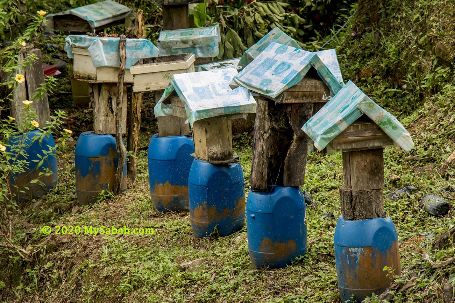Stingless Bee (Kelulut) Farming in Sabah - MySabah.com