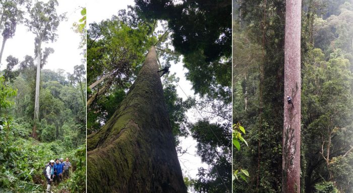 The Tallest Tropical Tree in the World (Updated) - MySabah.com