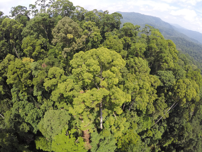 The Tallest Tropical Tree in the World (Updated) - MySabah.com