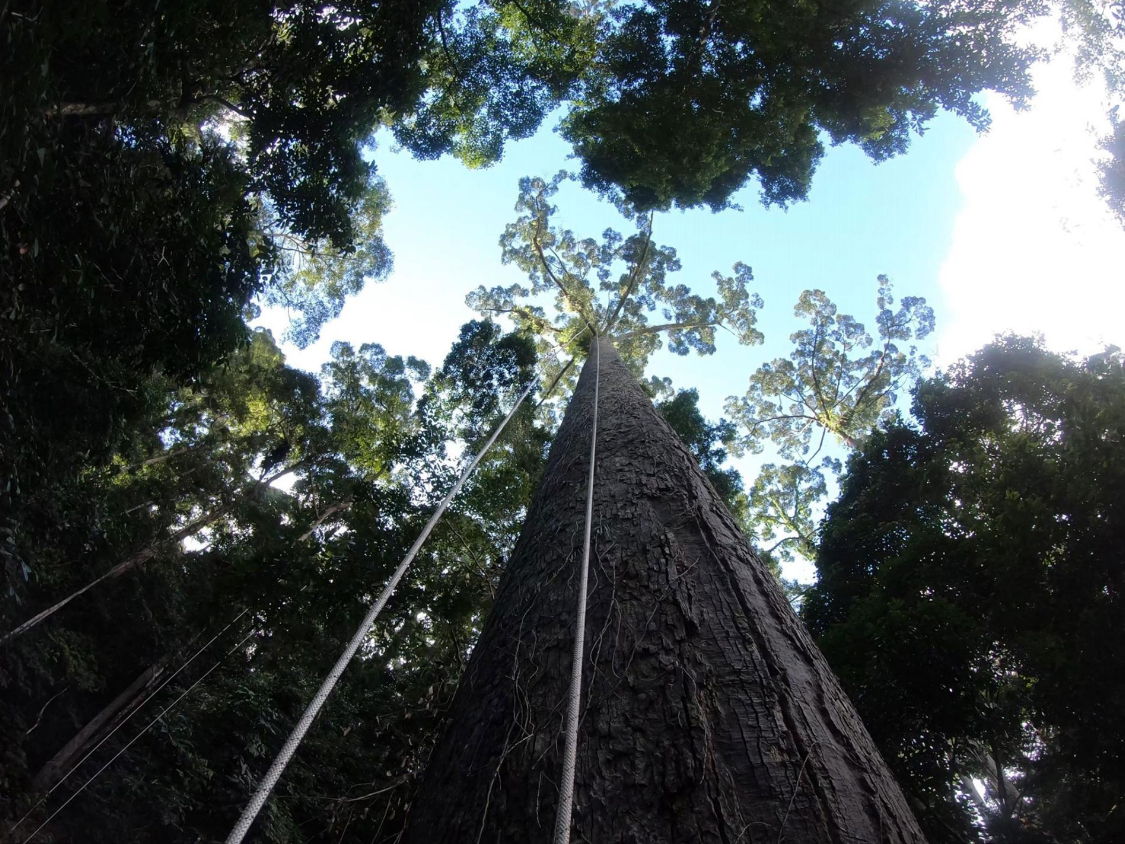 The Tallest Tropical Tree in the World (Updated) - MySabah.com