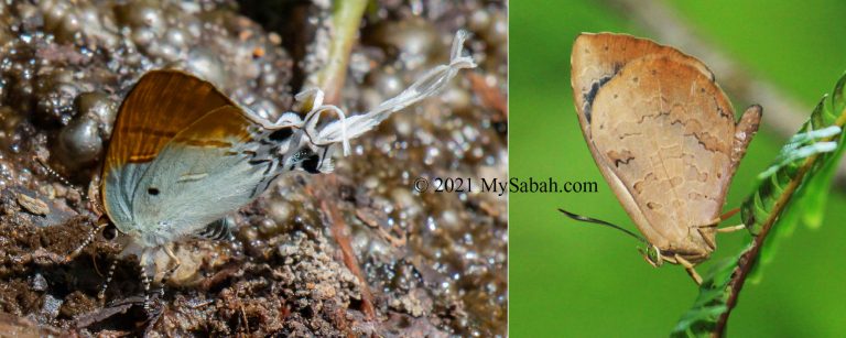 Butterflies of Sabah Borneo - MySabah.com
