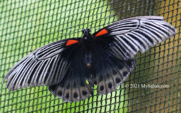 Butterflies of Sabah Borneo - MySabah.com