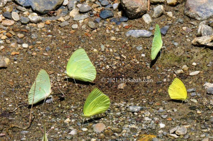 Butterflies of Sabah Borneo - MySabah.com