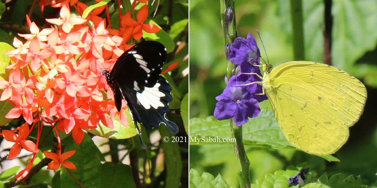 Butterflies of Sabah Borneo - MySabah.com
