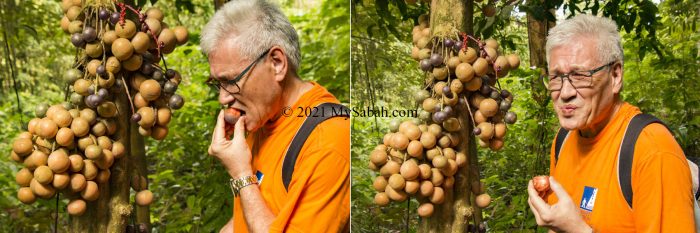 Liposu (Limpasu), the kindest tree of Borneo - MySabah.com