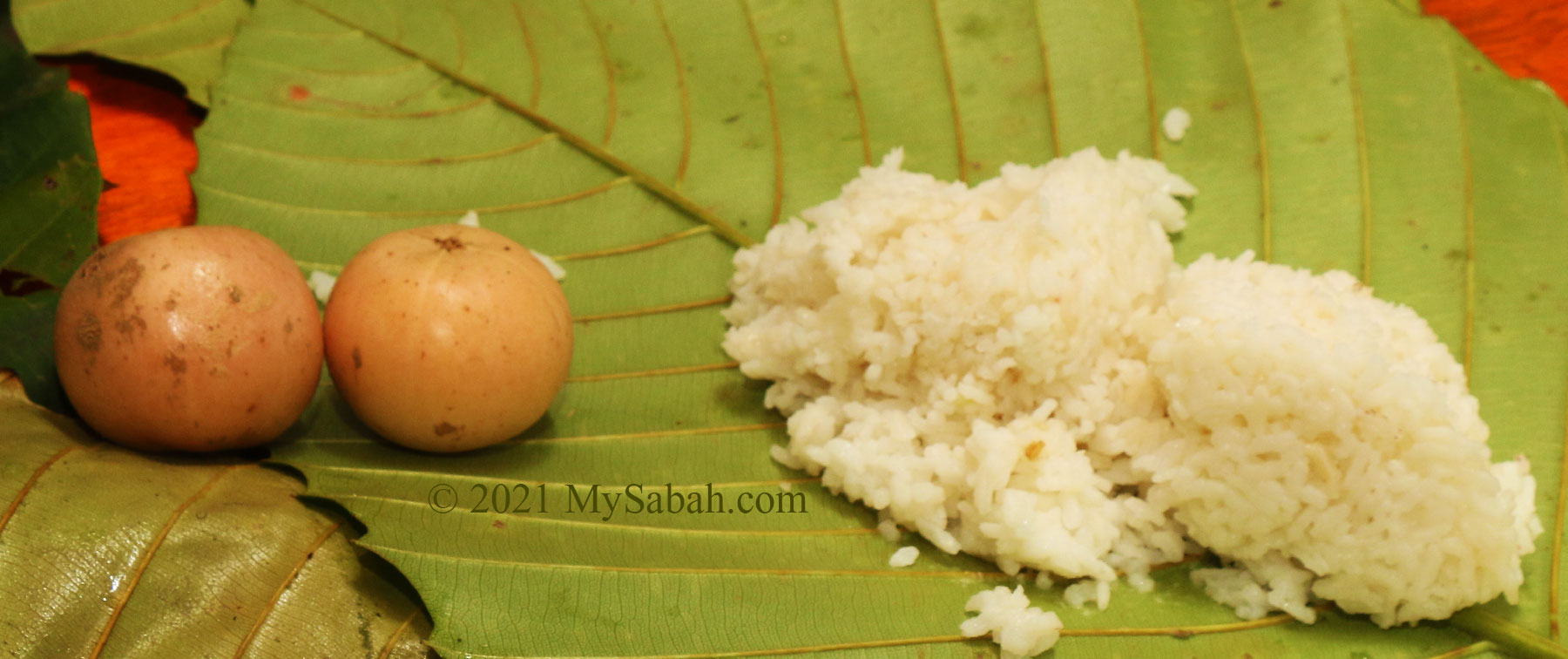 Liposu (Limpasu), the kindest tree of Borneo - MySabah.com