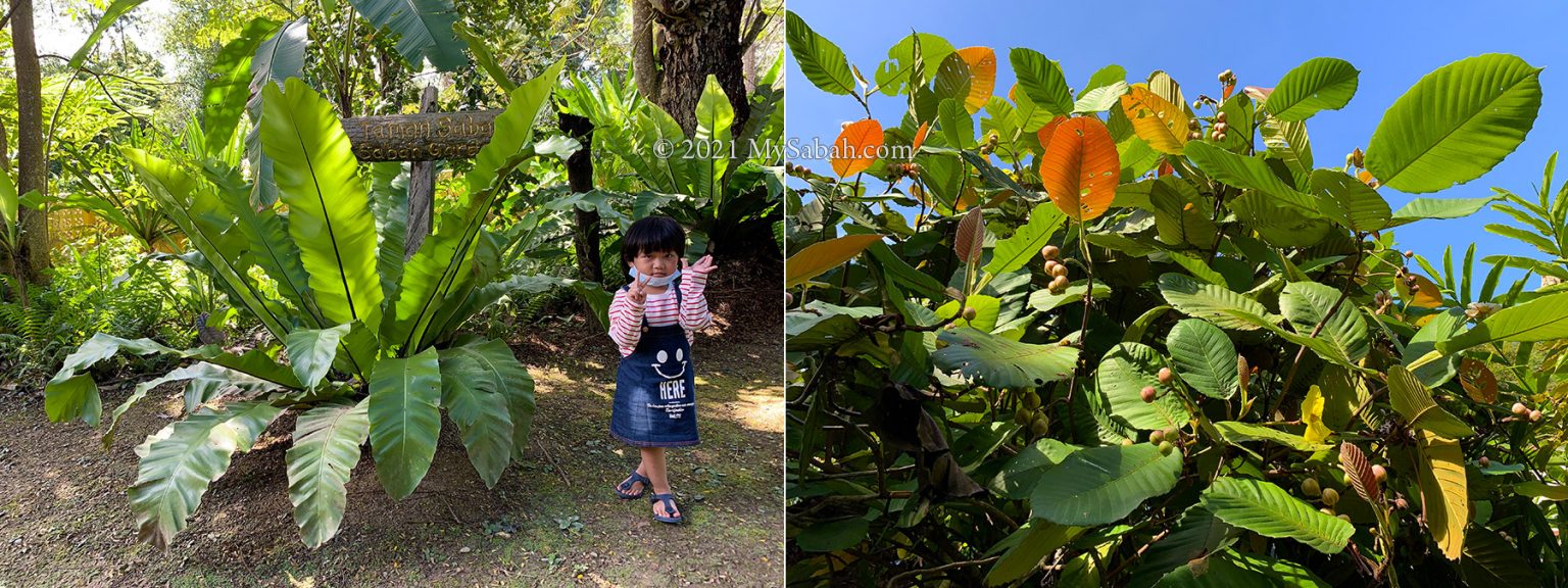 Sabah Agriculture Park, the largest garden of Sabah - MySabah.com