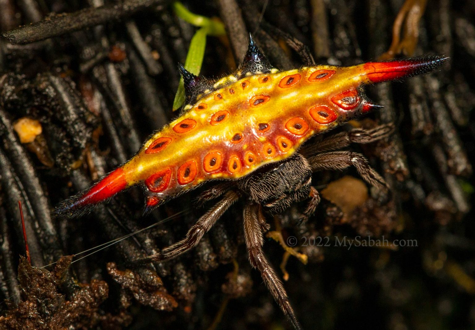 The Amazing World of Insects at Borneo Jungle Girl Camp - MySabah.com