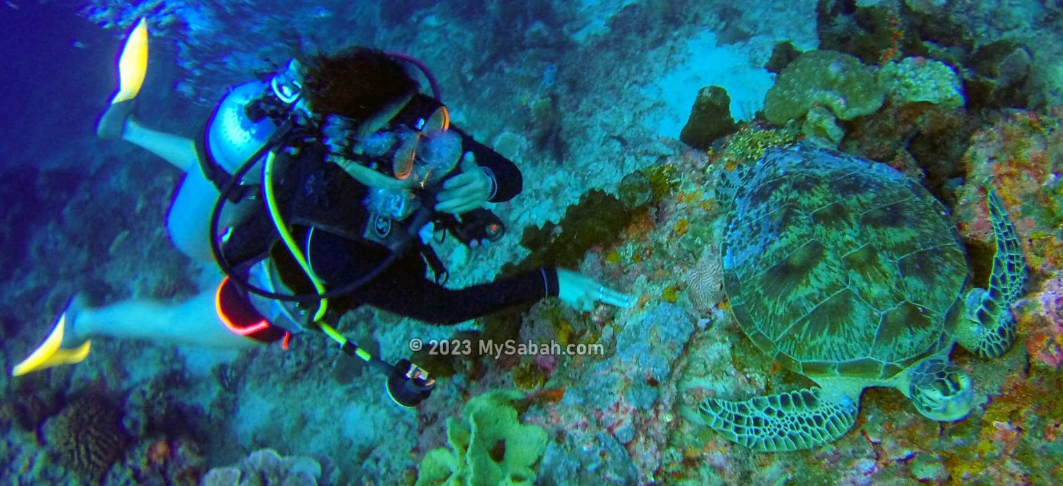 Turtle Islands Park, the Best Turtle Sanctuary of Borneo - MySabah.com