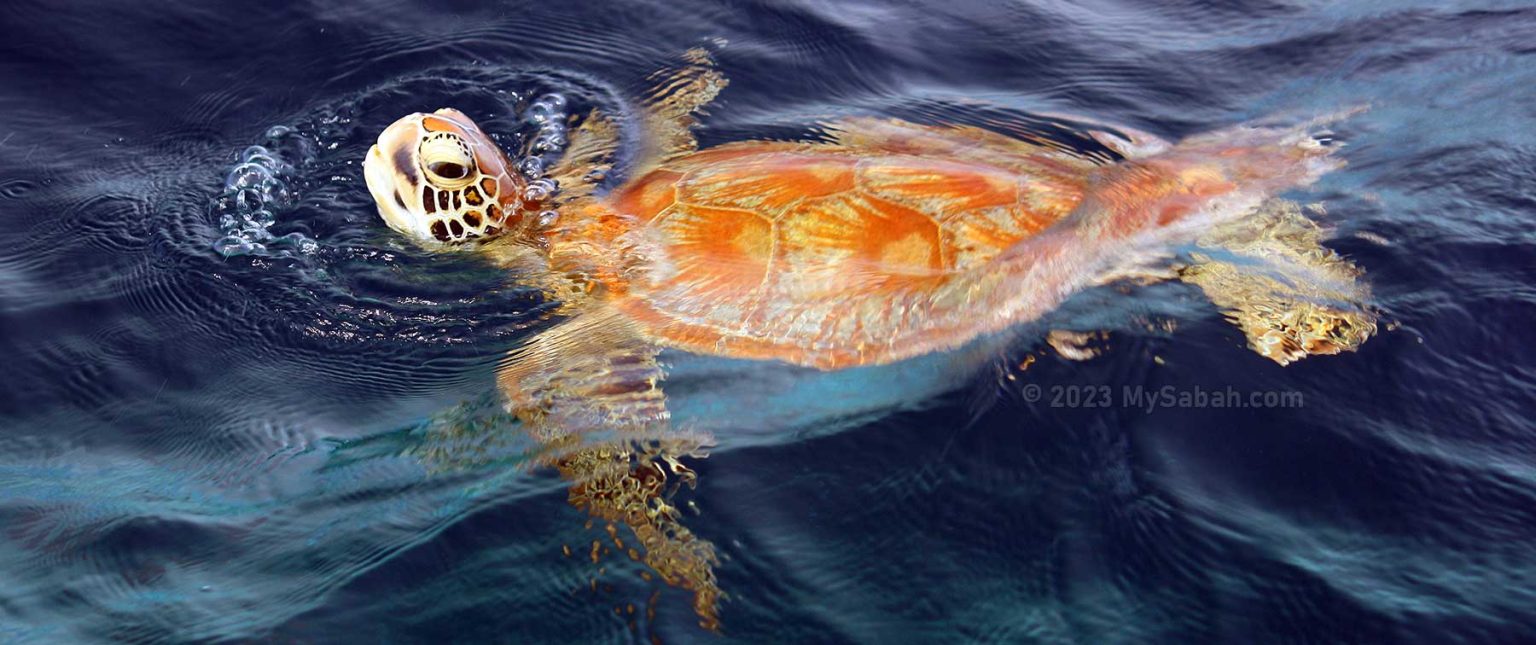 Turtle Islands Park, the Best Turtle Sanctuary of Borneo - MySabah.com