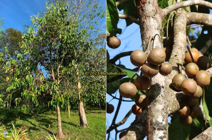 Tampoi / Tampui fruit of Sabah - MySabah.com