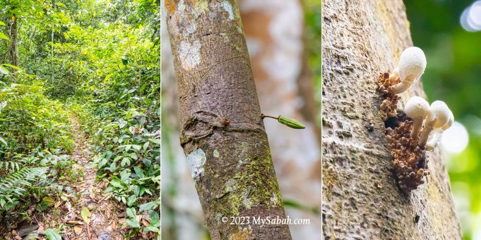 Climbing Bombalai Hill, an Ancient Volcano - MySabah.com