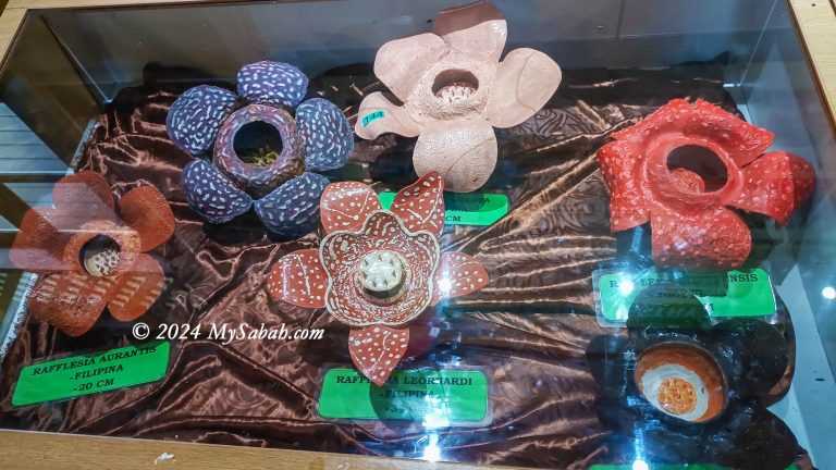 Rafflesia flowers of Sabah - MySabah.com