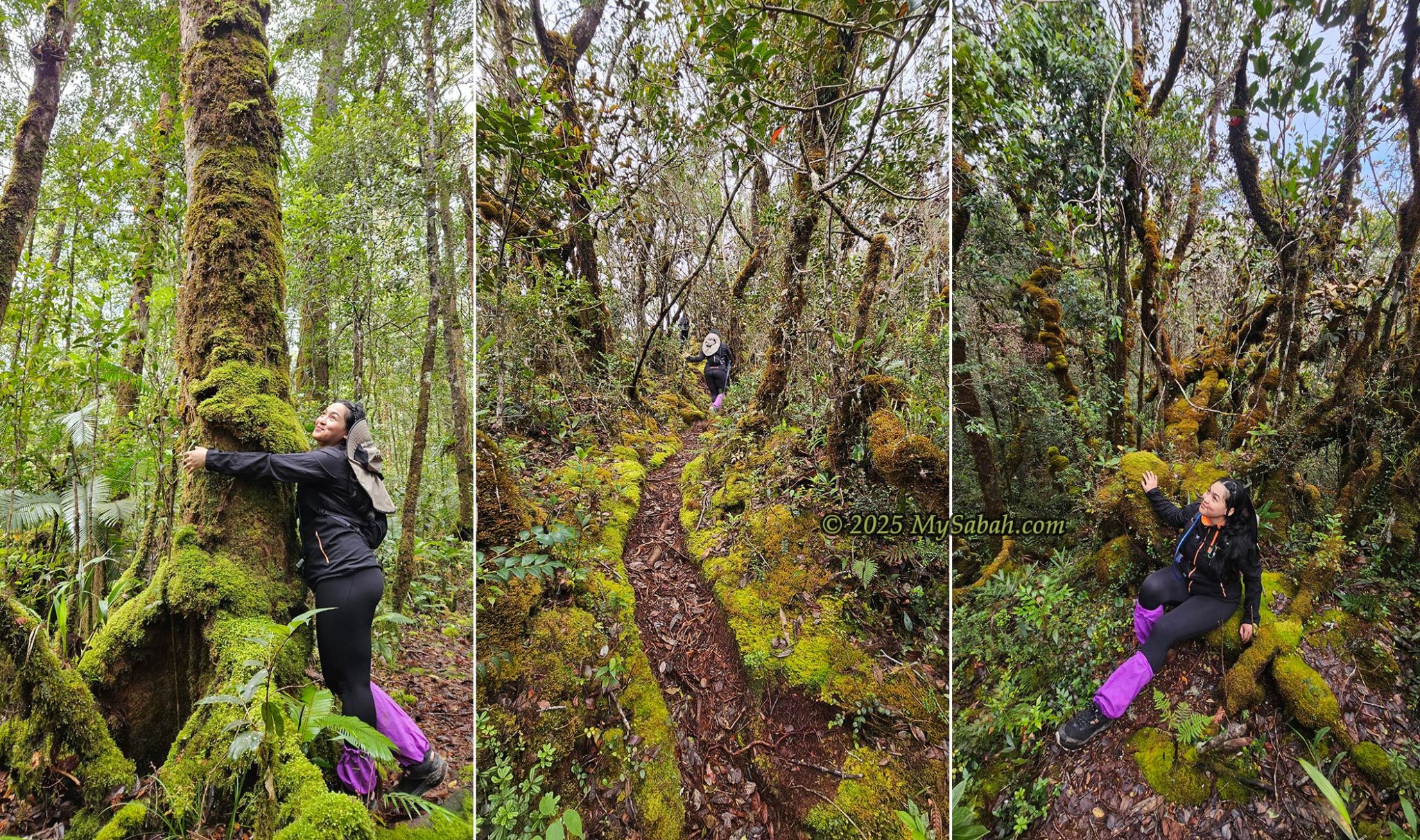 Climbing Mount Sinsing and Mount Kaingaran: The Heartbroken and Pitcher ...